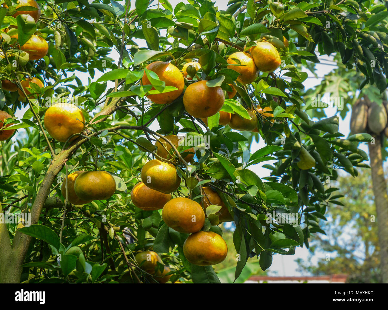 Mandarin citrus fruits on the tree at plantation in Mekong Delta ...