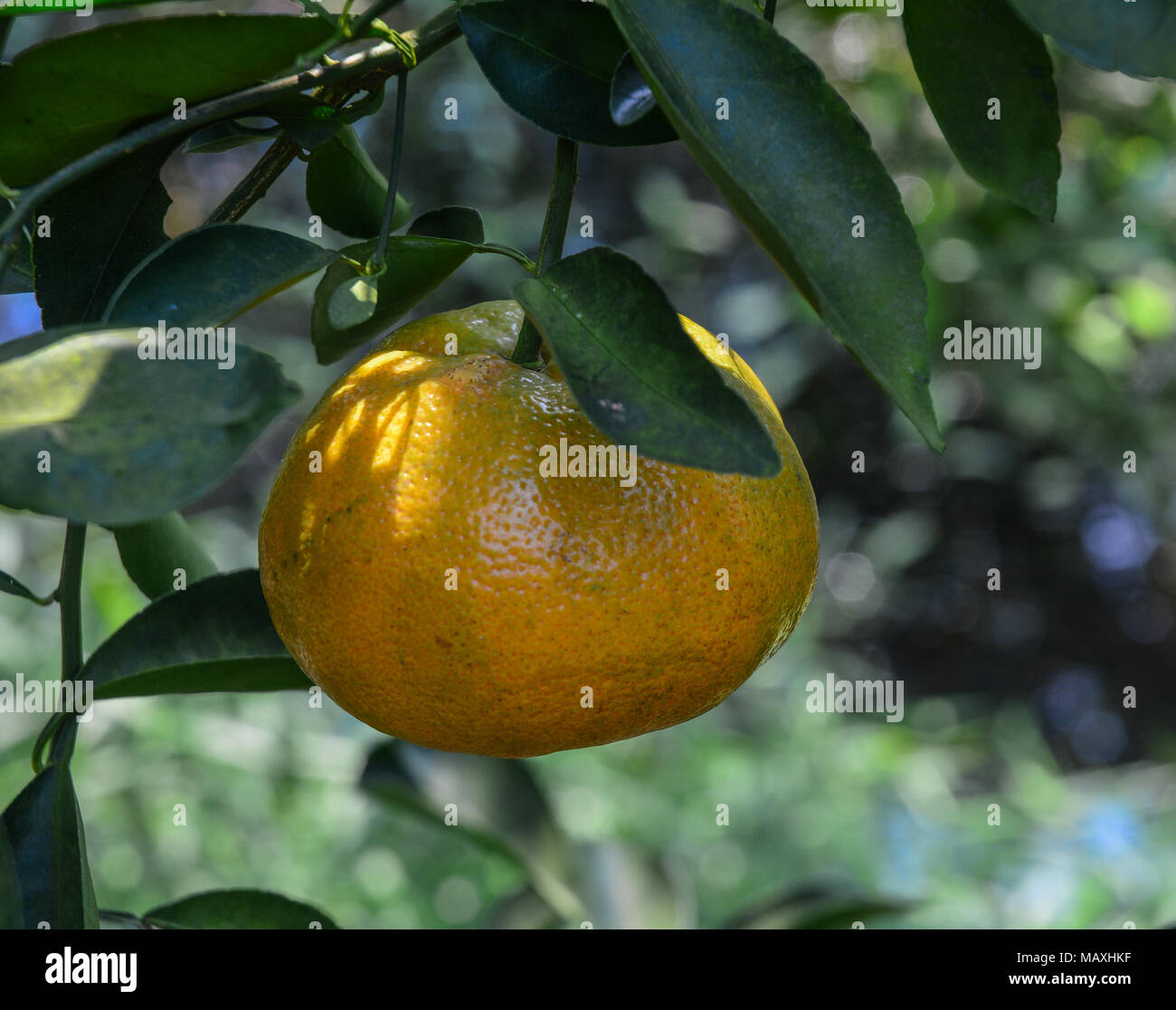 Mandarin citrus fruits on the tree at spring time in Mekong Delta ...