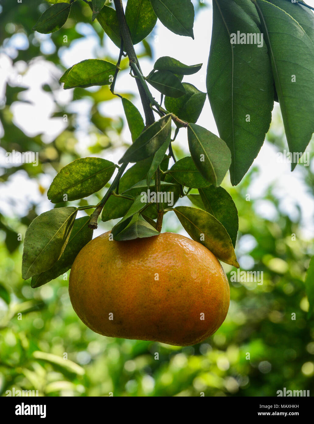 Mandarin citrus fruits on the tree at spring time in Mekong Delta ...