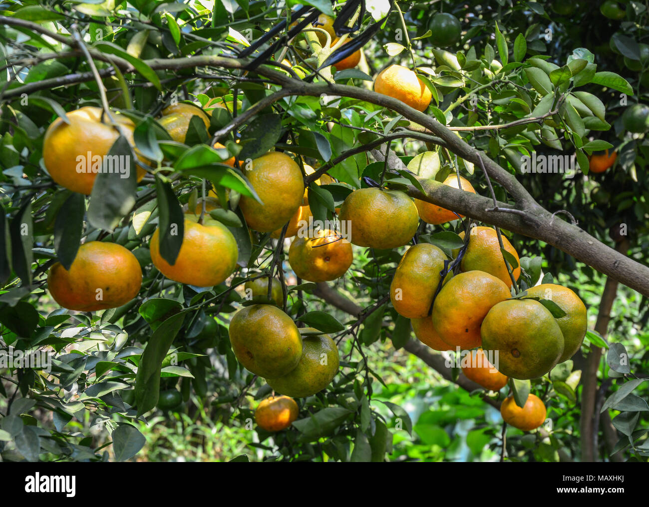 Mandarin citrus fruits on the tree at spring time in Mekong Delta ...