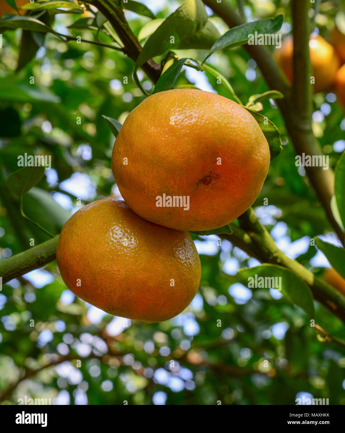 Mandarin citrus fruits on the tree at spring time in Mekong Delta ...