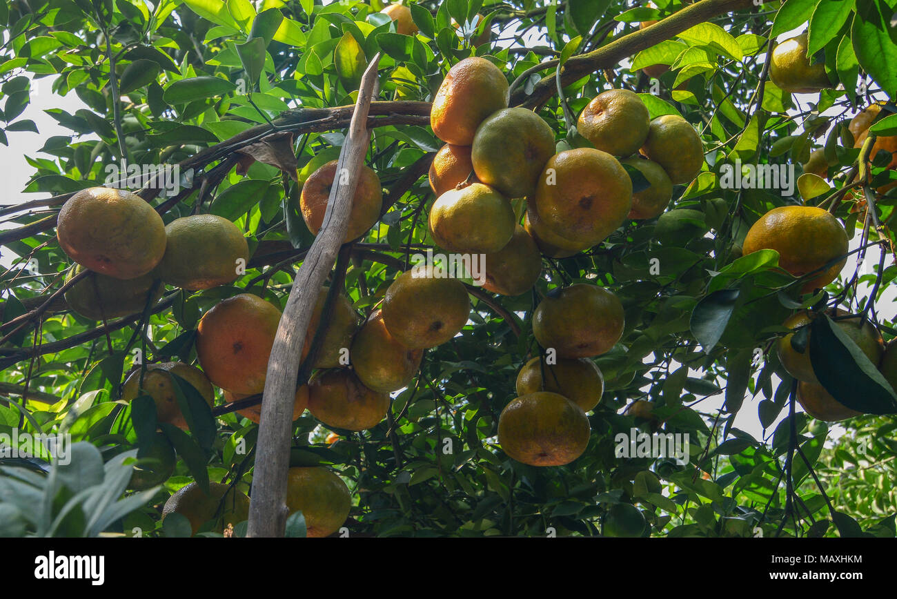 Mandarin citrus fruits on the tree at spring in Mekong Delta, Vietnam ...