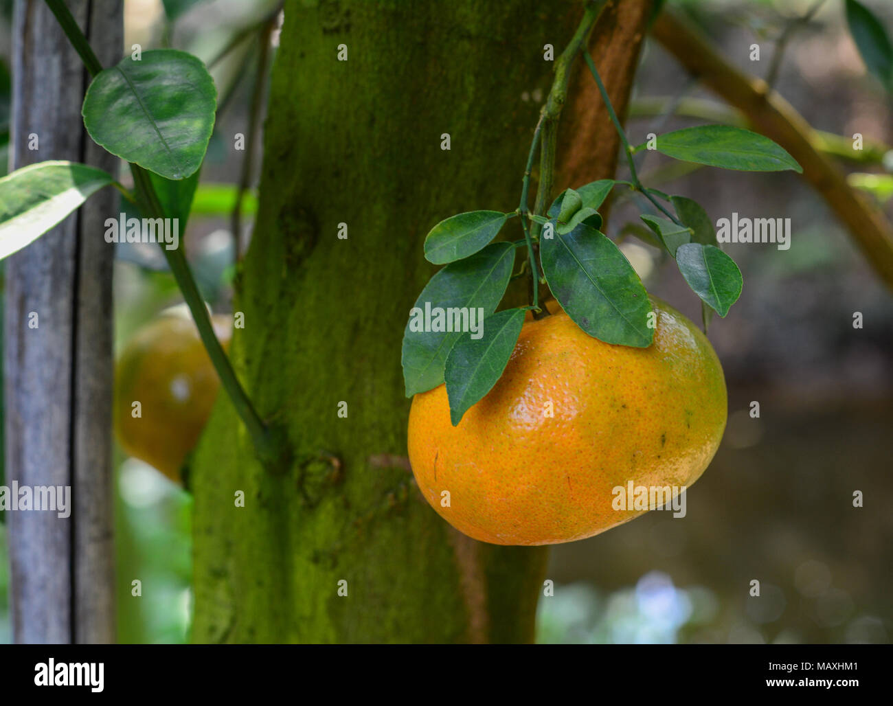 Mandarin citrus fruits on the tree at plantation in Mekong Delta ...
