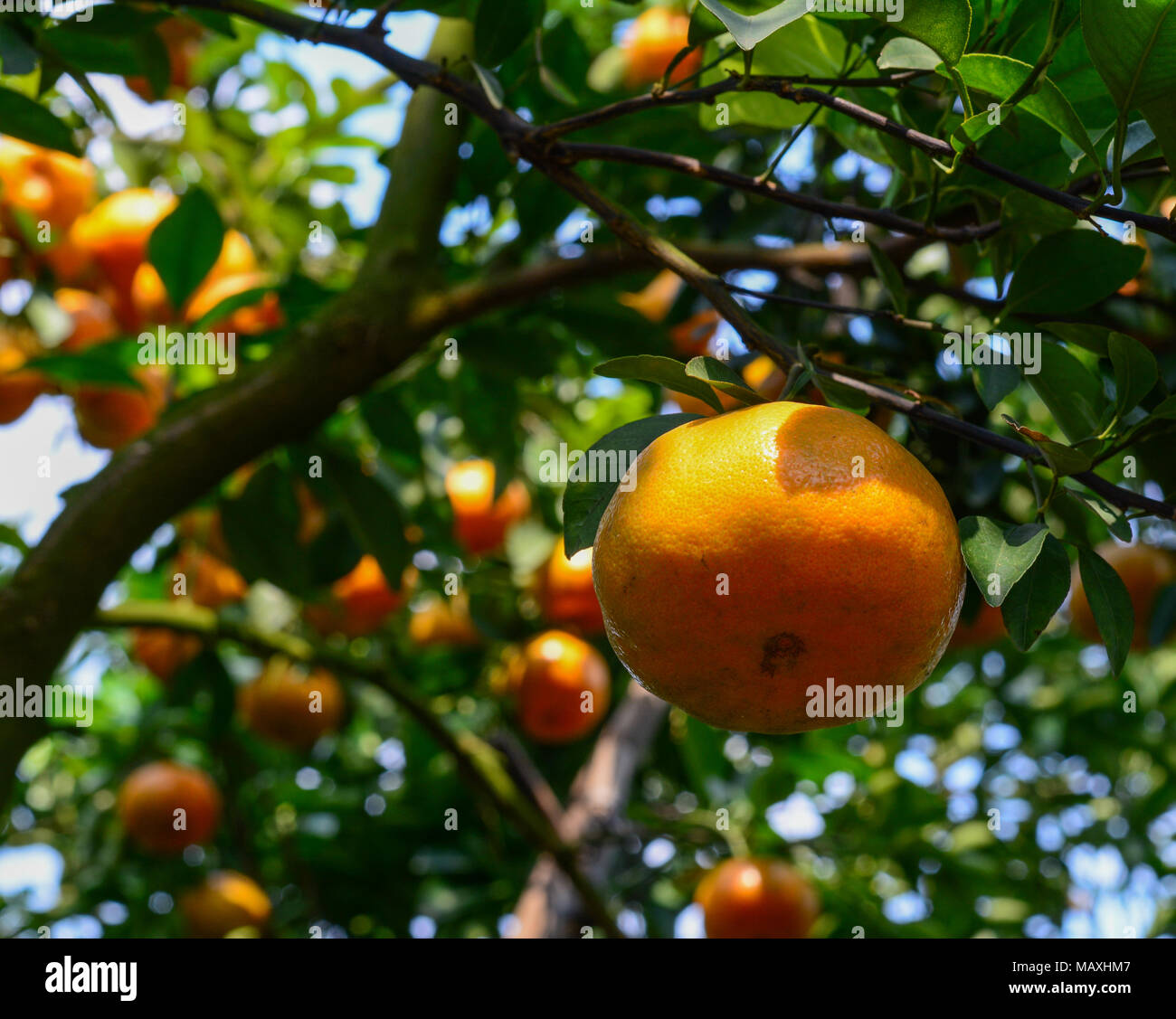 Mandarin citrus fruits on the tree at plantation in Mekong Delta ...