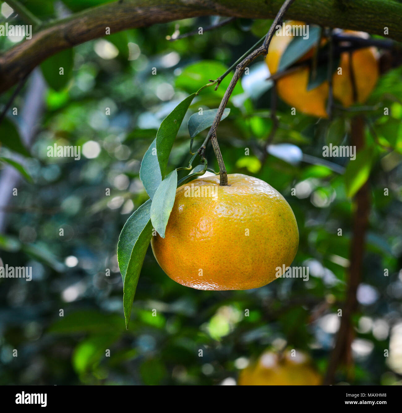 Mandarin citrus fruits on the tree at plantation in Mekong Delta ...