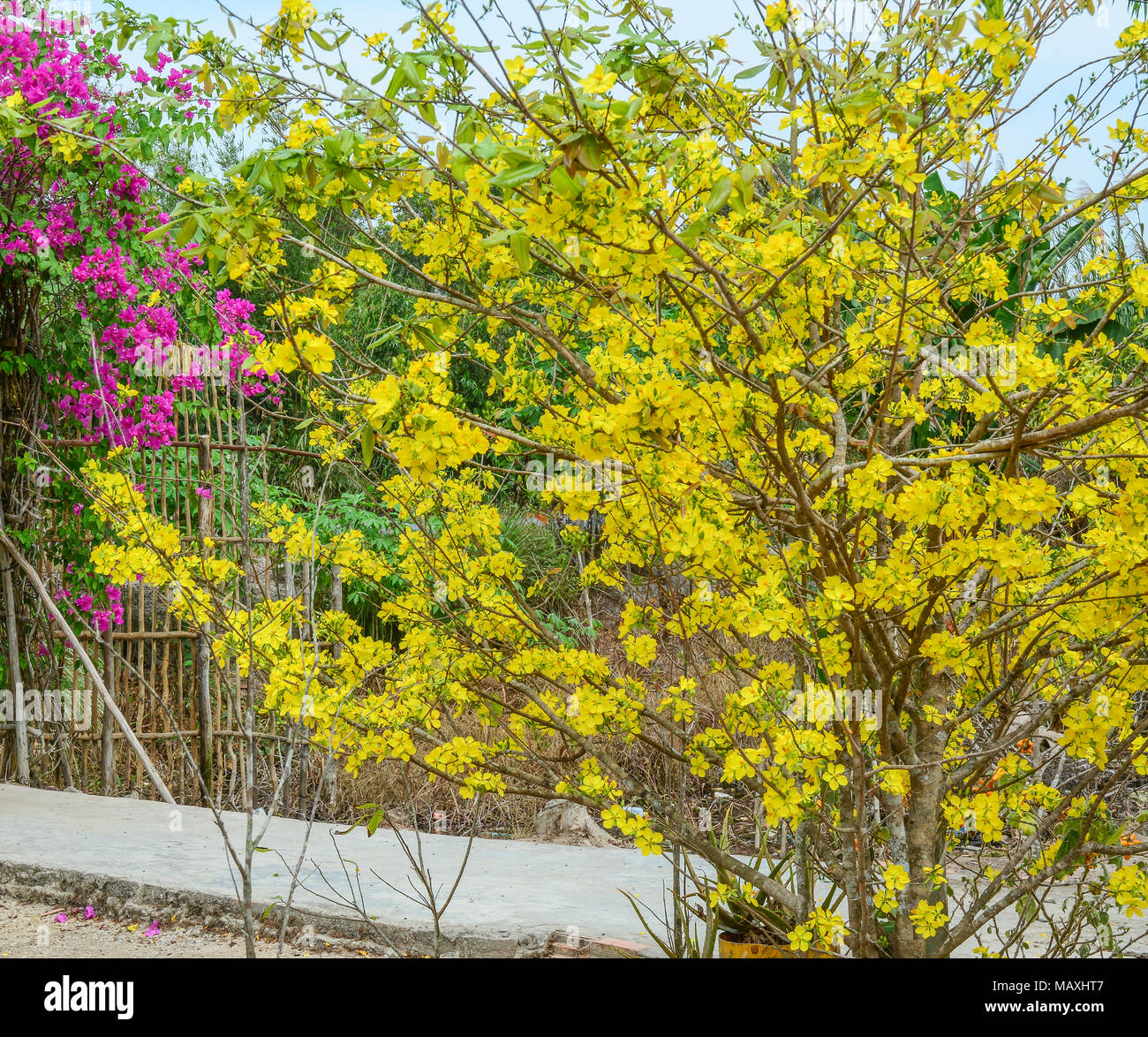 Ochna integerrima flowers at spring time in southern Vietnam Stock ...