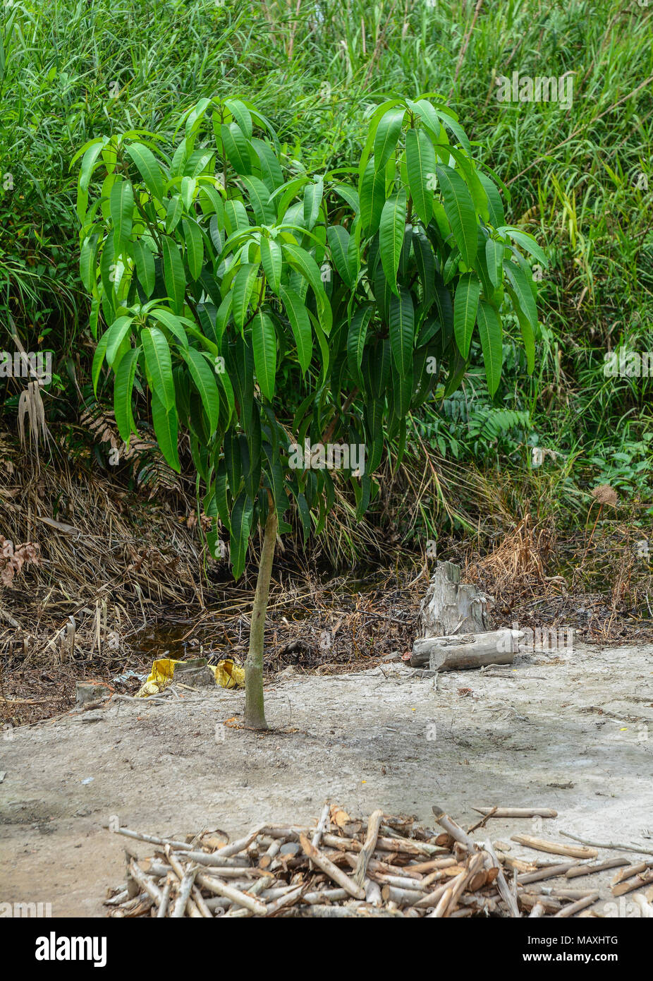 Young Mango Tree