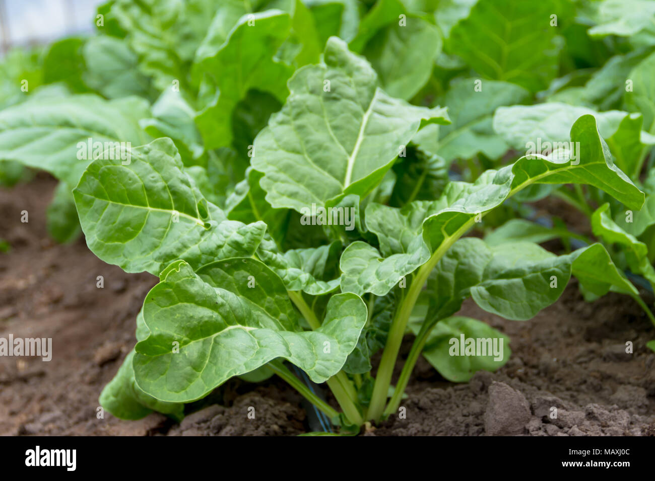 Green chard plantation in the organic garden Stock Photo - Alamy