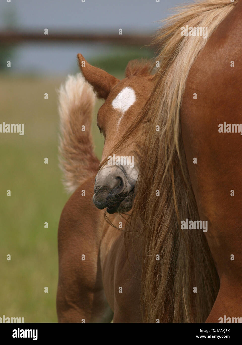 Tail bites hi-res stock photography and images - Alamy