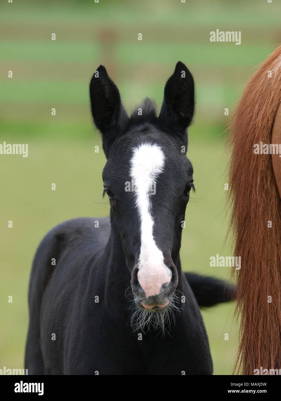 A head shot of a pretty black foal in a paddock with its mother Stock Photo - Alamy
