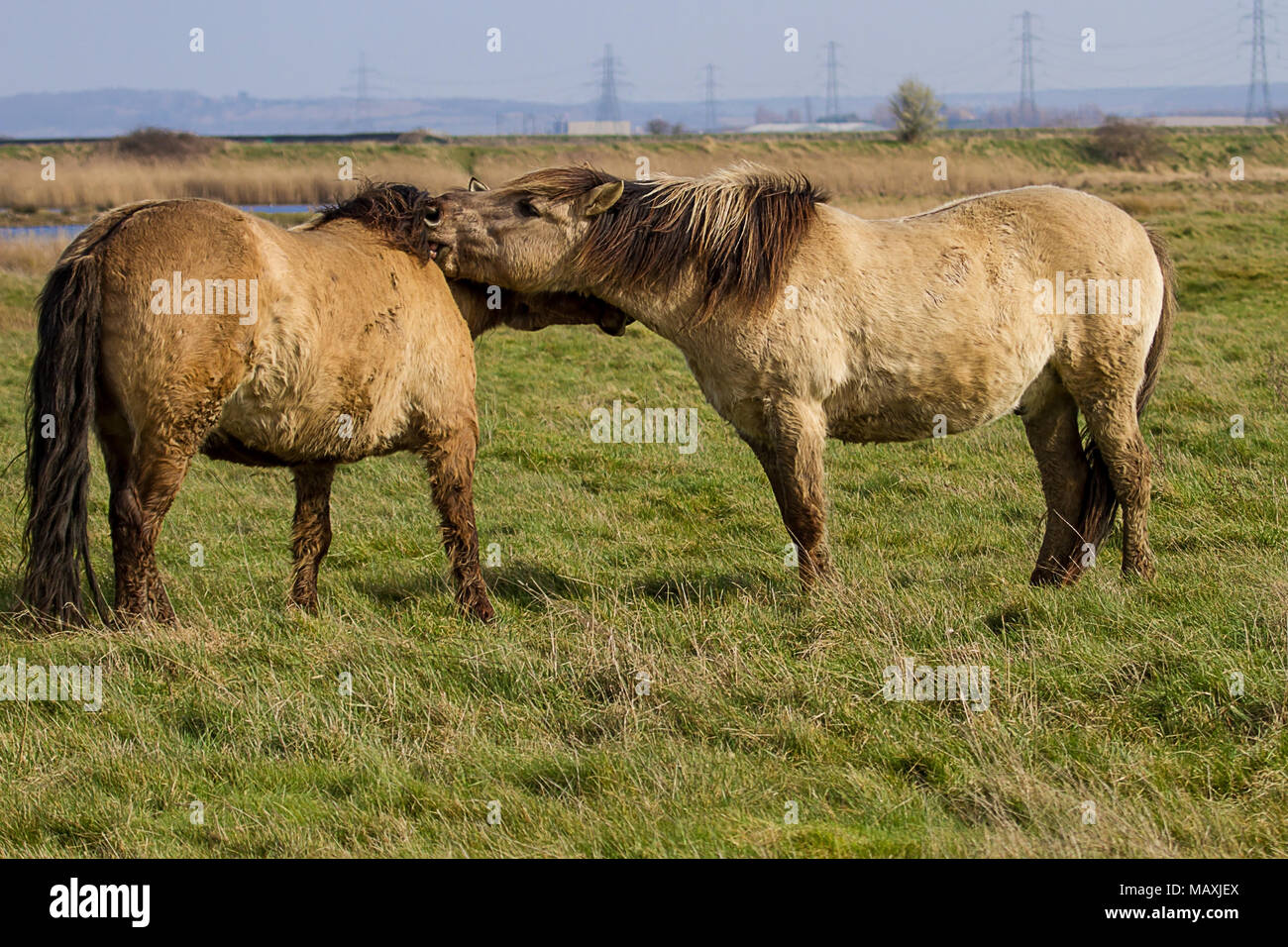 photo of a pair of Konik wild horses scratching each other Stock Photo ...