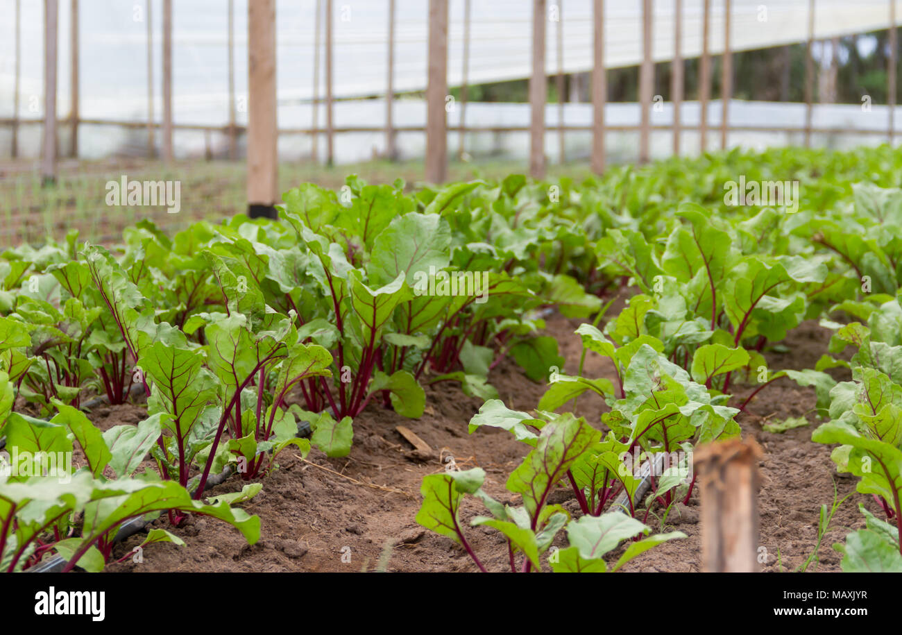 Sowing garden beet hi-res stock photography and images - Alamy
