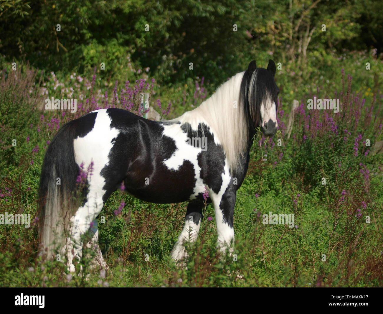 A pretty gypsy cob stands in a summer paddock of flowers Stock Photo ...