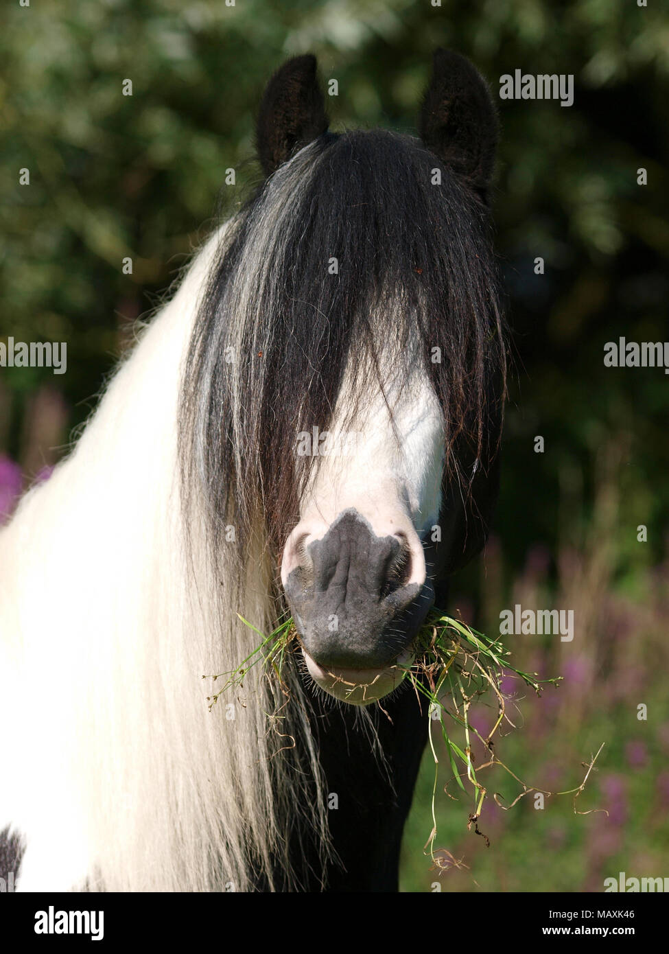 A head shot of a black and white gypsy cob in a summer meadow Stock ...