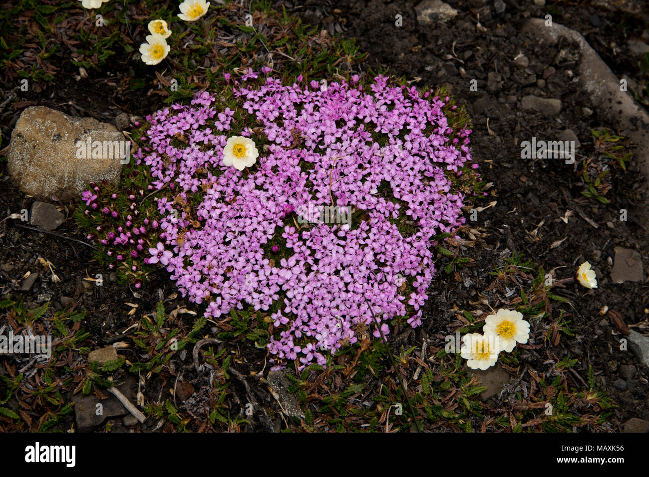 Moss Campian and White Dryad flowering in Longyearbyen on Svalbard ...