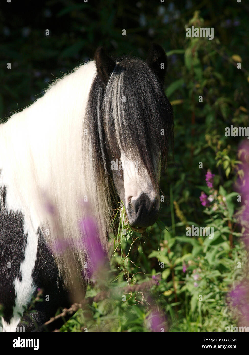 Black And White Cob Horse Stock Photos & Black And White Cob Horse ...