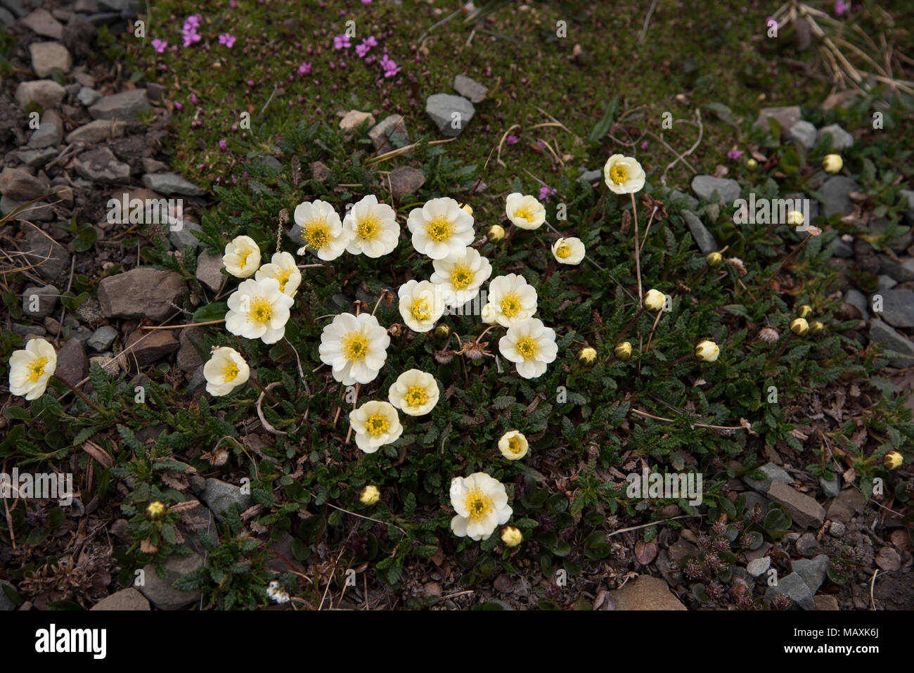 White Dryad flowering in Longyearbyen on Svalbard, which is an ...