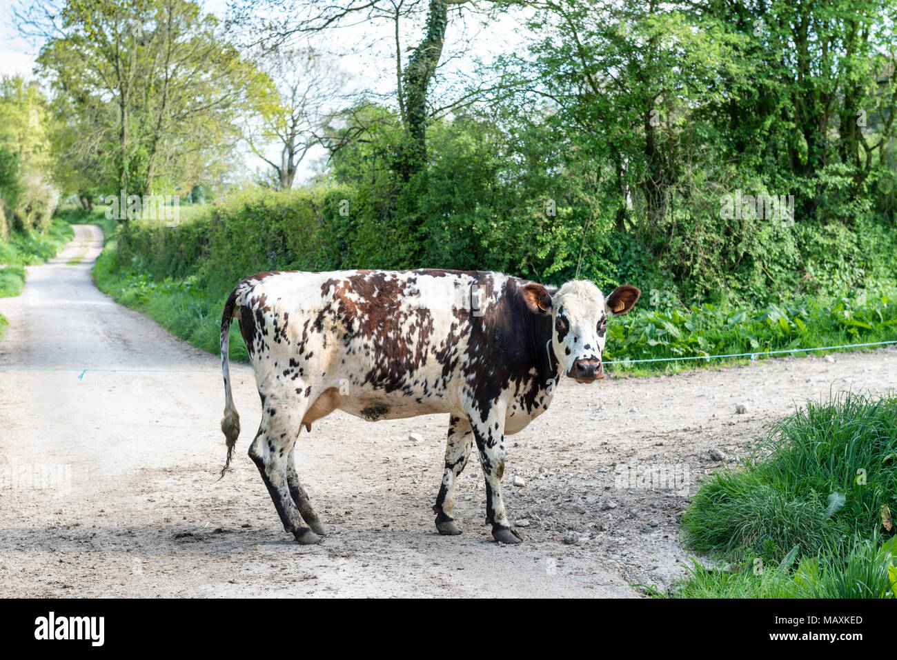 Cow crossing the road hi-res stock photography and images - Alamy