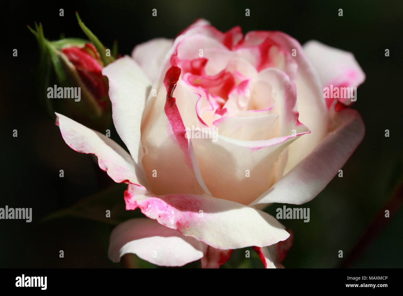 Moda center arena hi-res stock photography and images - Alamy