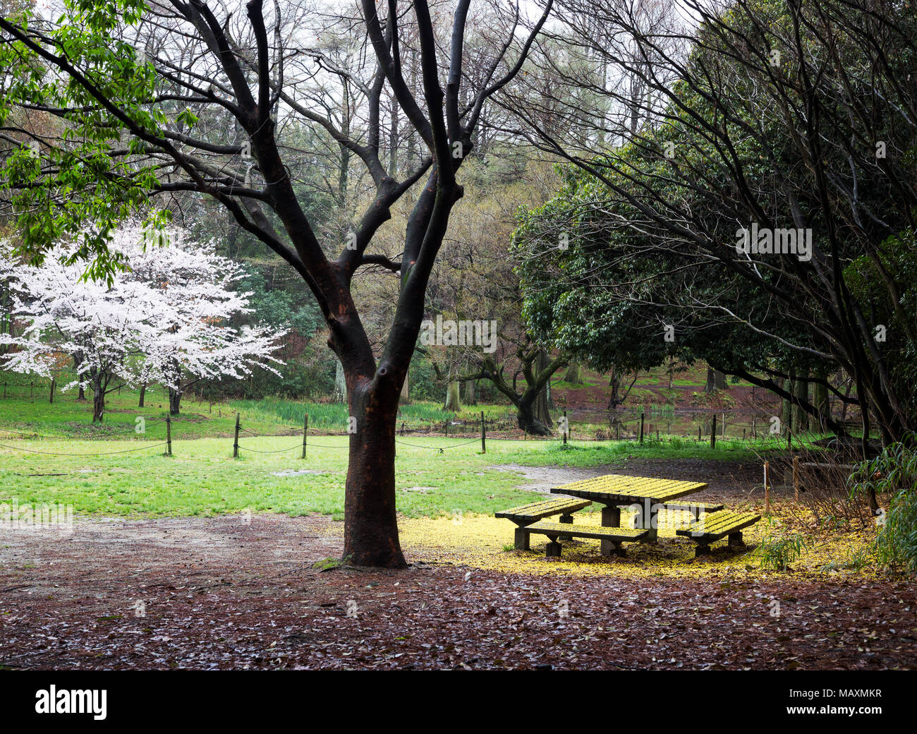 Fallen yellow flowers cover park bench and table at Ryokuchi Koen Park ...