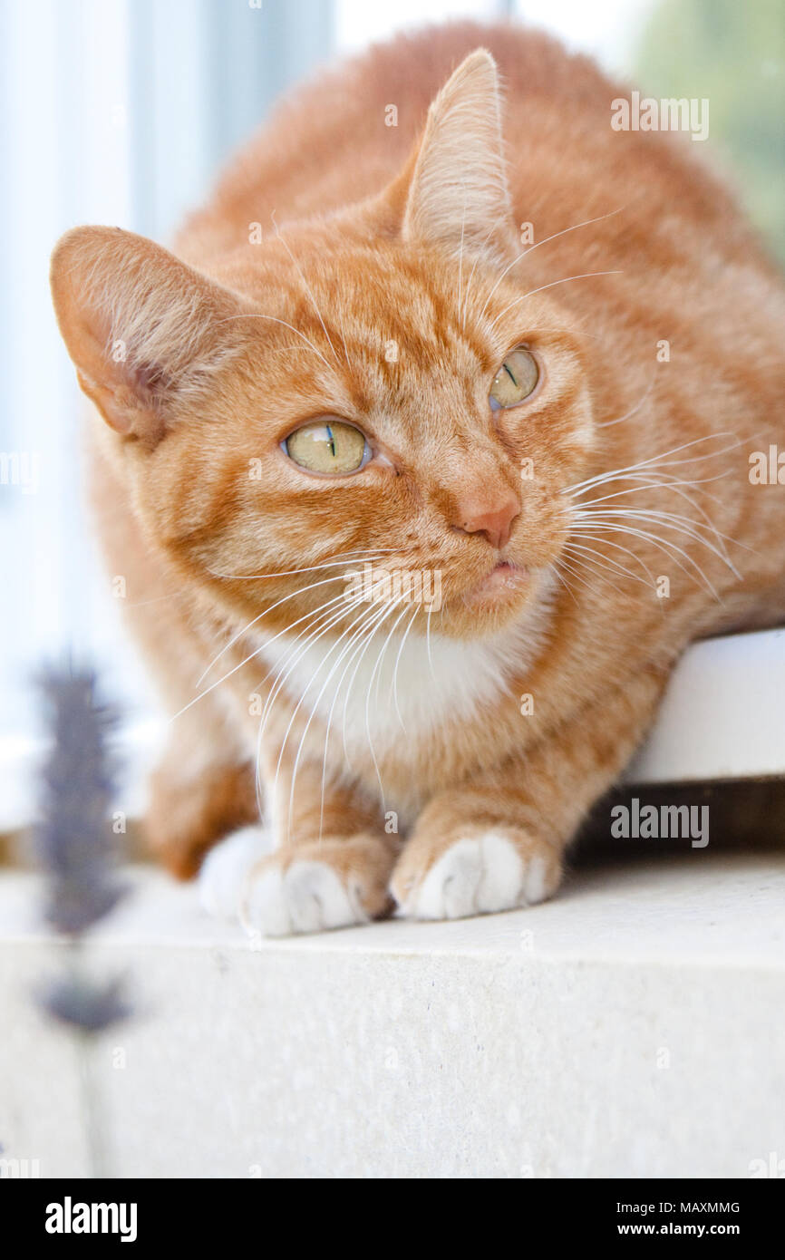 Crouched Cat High Resolution Stock Photography and Images - Alamy