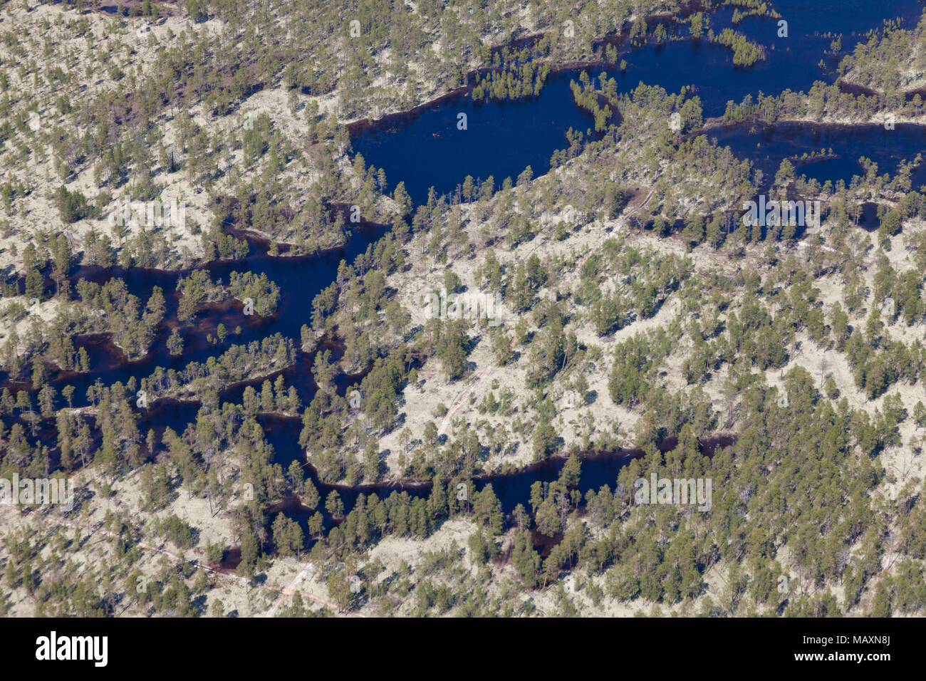 Reindeer forest aerial hi-res stock photography and images - Alamy