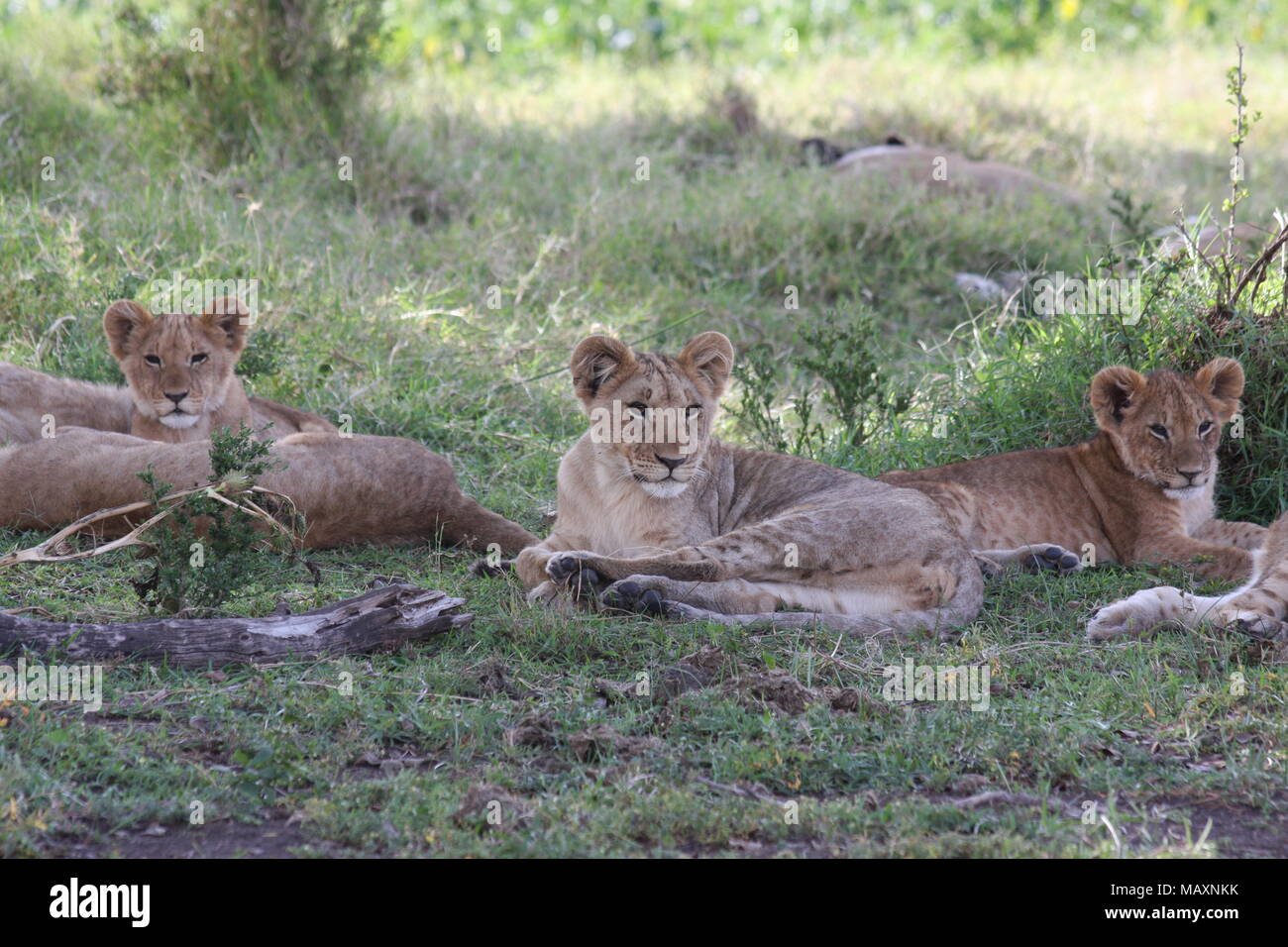 Lion cub pride lioness mammal sleep hi-res stock photography and images ...