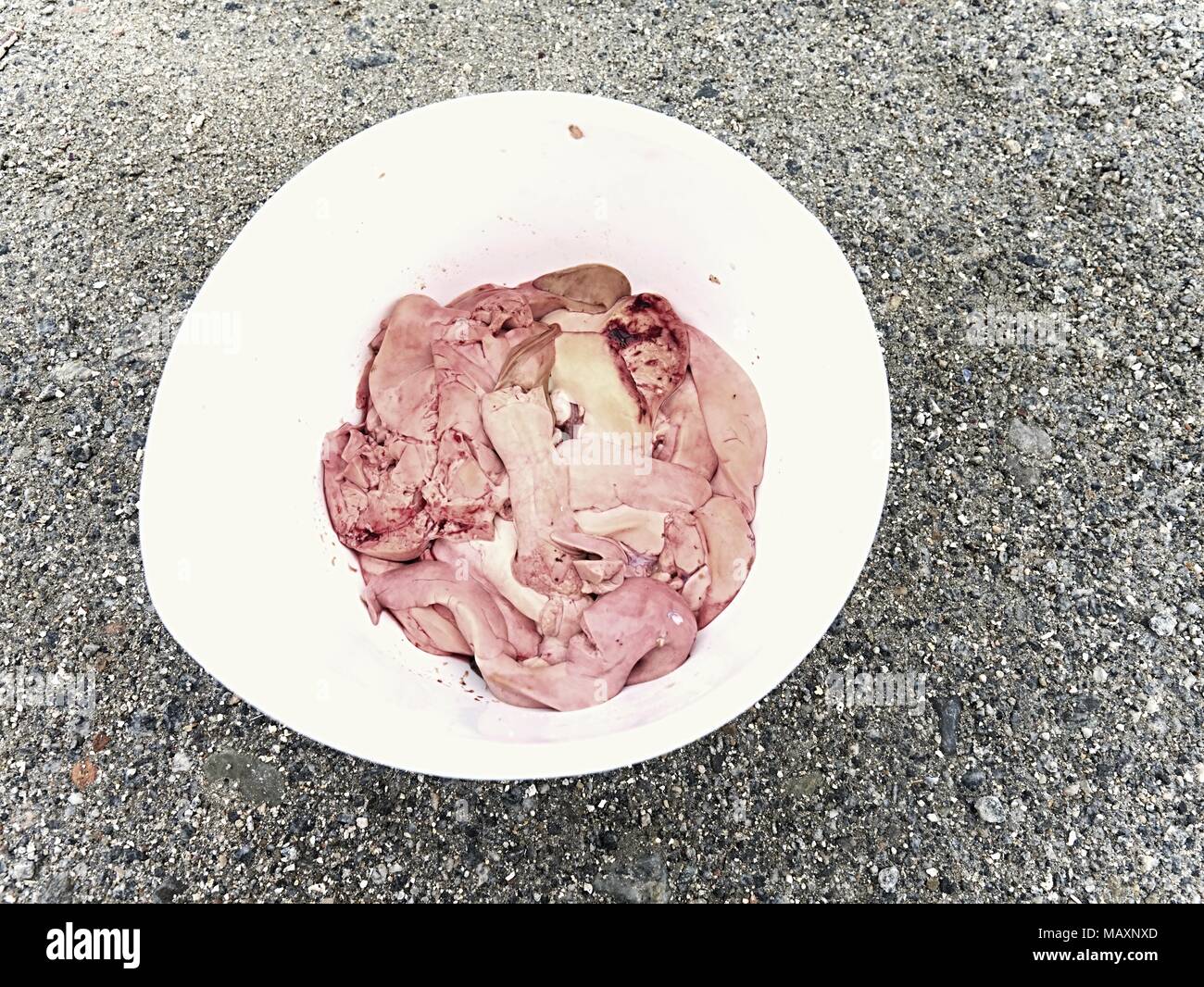 Fish dissection hi-res stock photography and images - Alamy