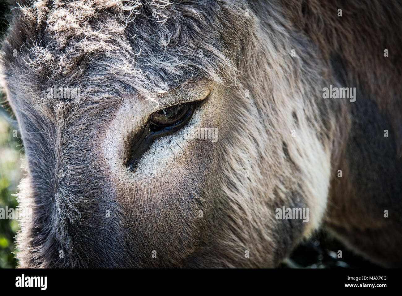 Close up portrait of a donkey's eye Stock Photo - Alamy