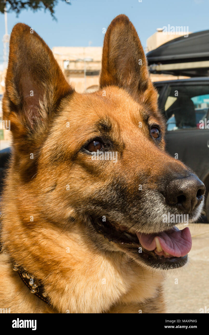 Kimba, a female German Shepherd Dog from Malta Stock Photo - Alamy