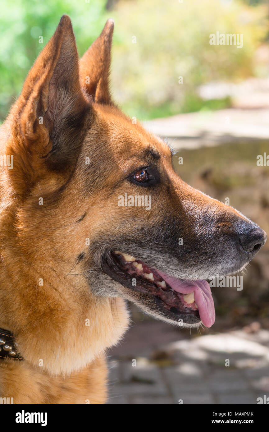 Kimba, a female German Shepherd Dog from Malta Stock Photo - Alamy