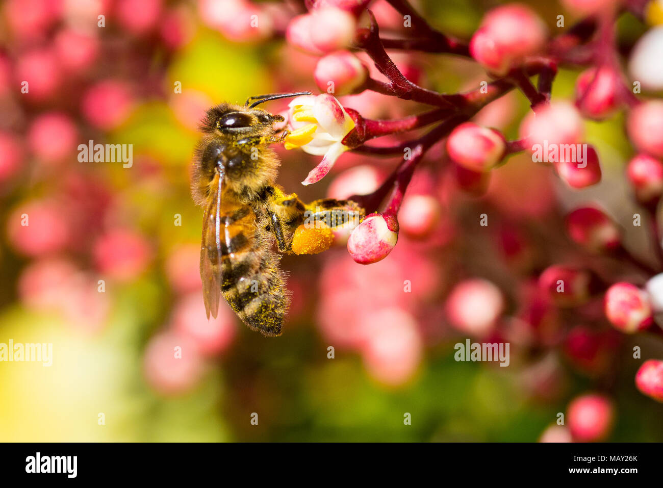 Honey bee collecting nectar and pollen from an early flowering Viburnum ...