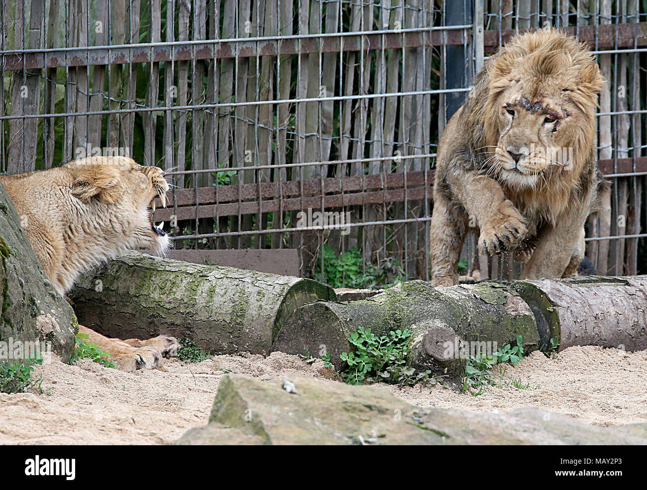 Zoo cologne lion hi-res stock photography and images - Alamy