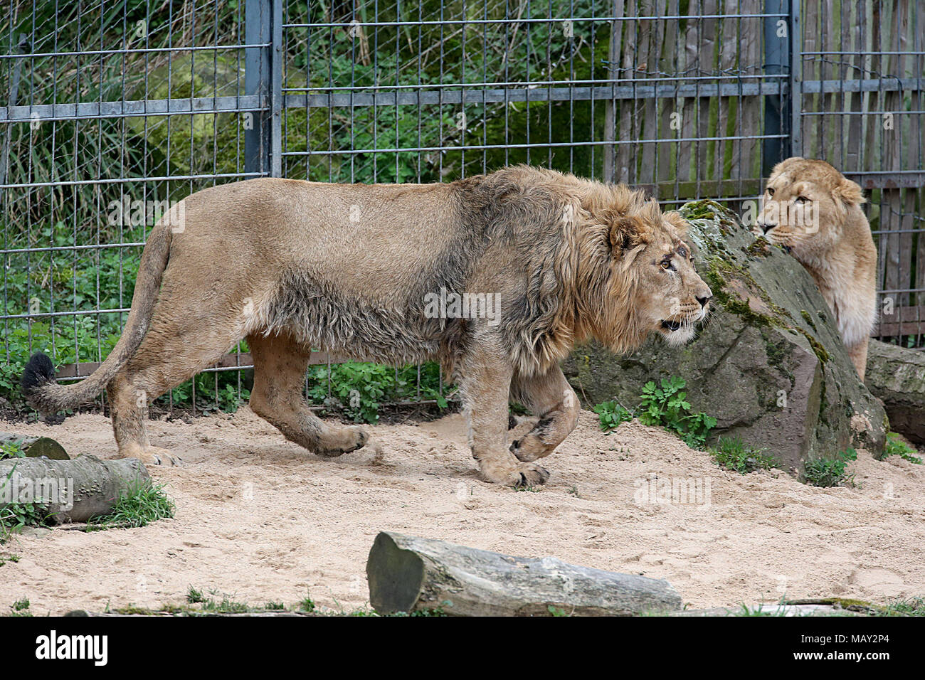 Zoo cologne lion hi-res stock photography and images - Alamy