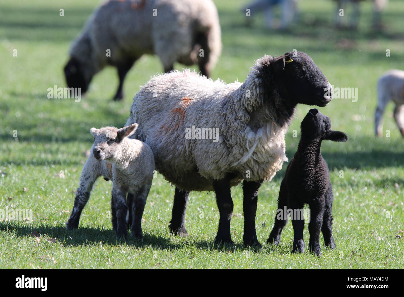 5 lambs hi-res stock photography and images - Alamy