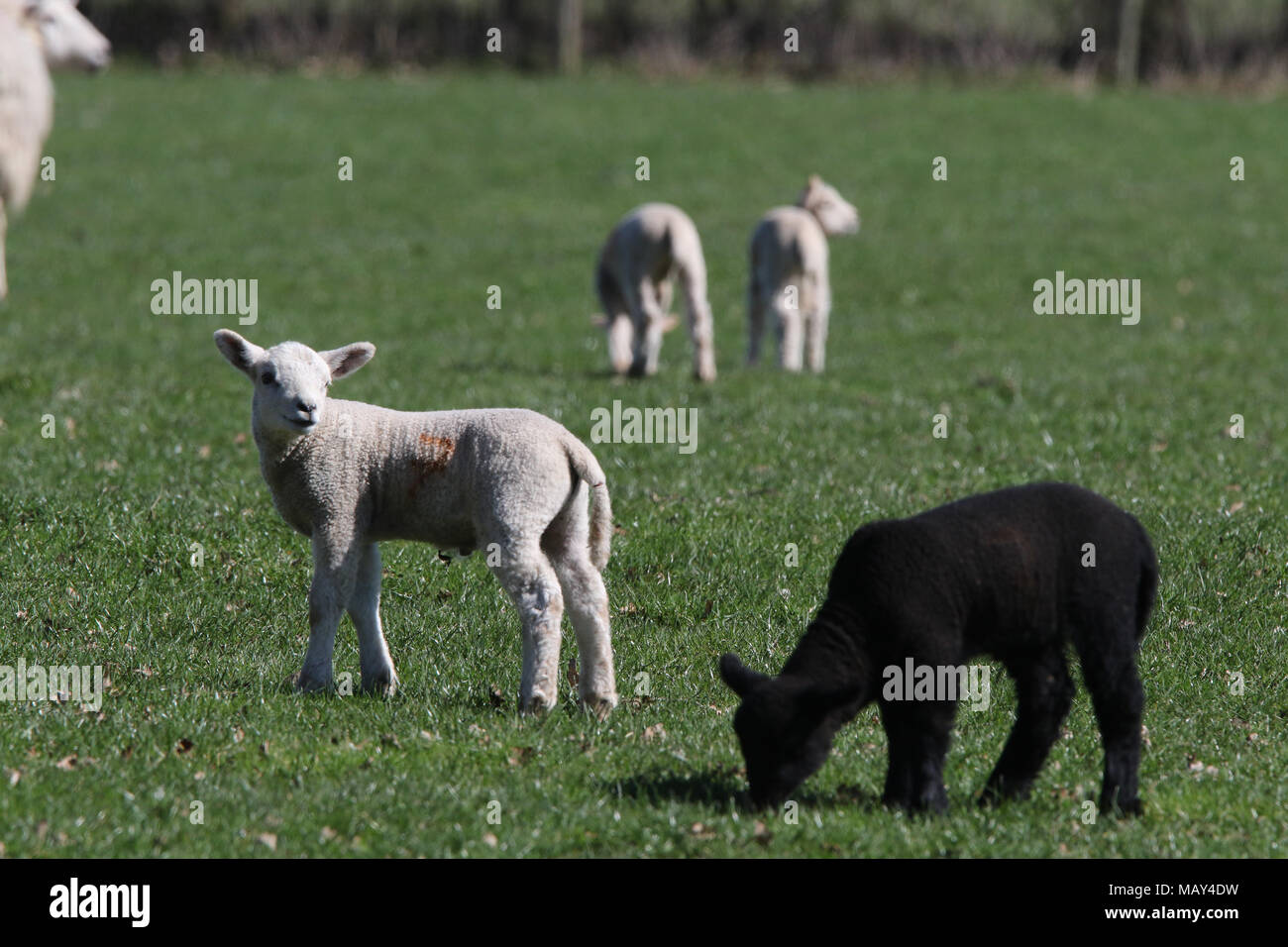 5 lambs hi-res stock photography and images - Alamy