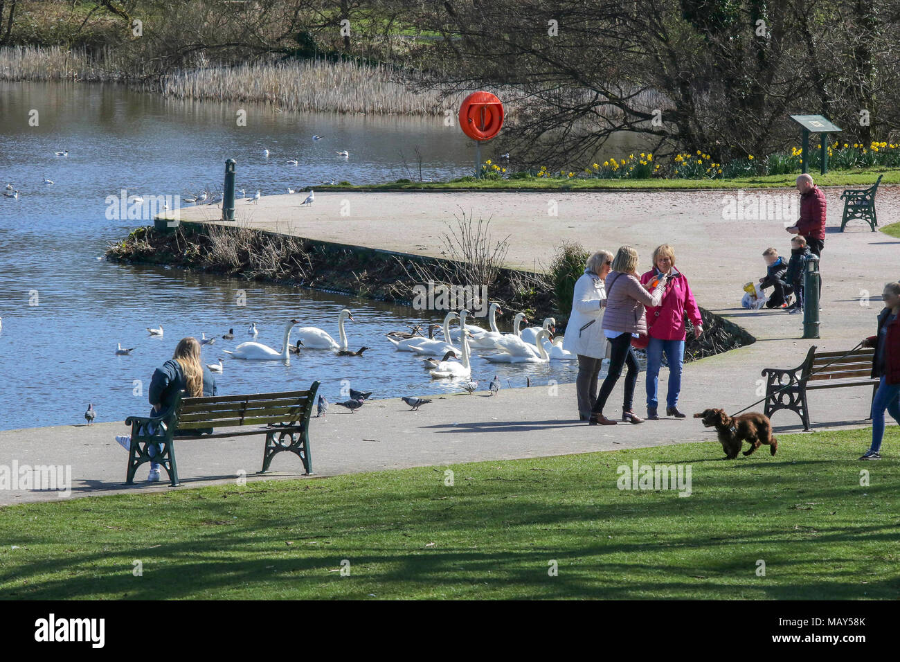 Lurgan park spring hi-res stock photography and images - Alamy