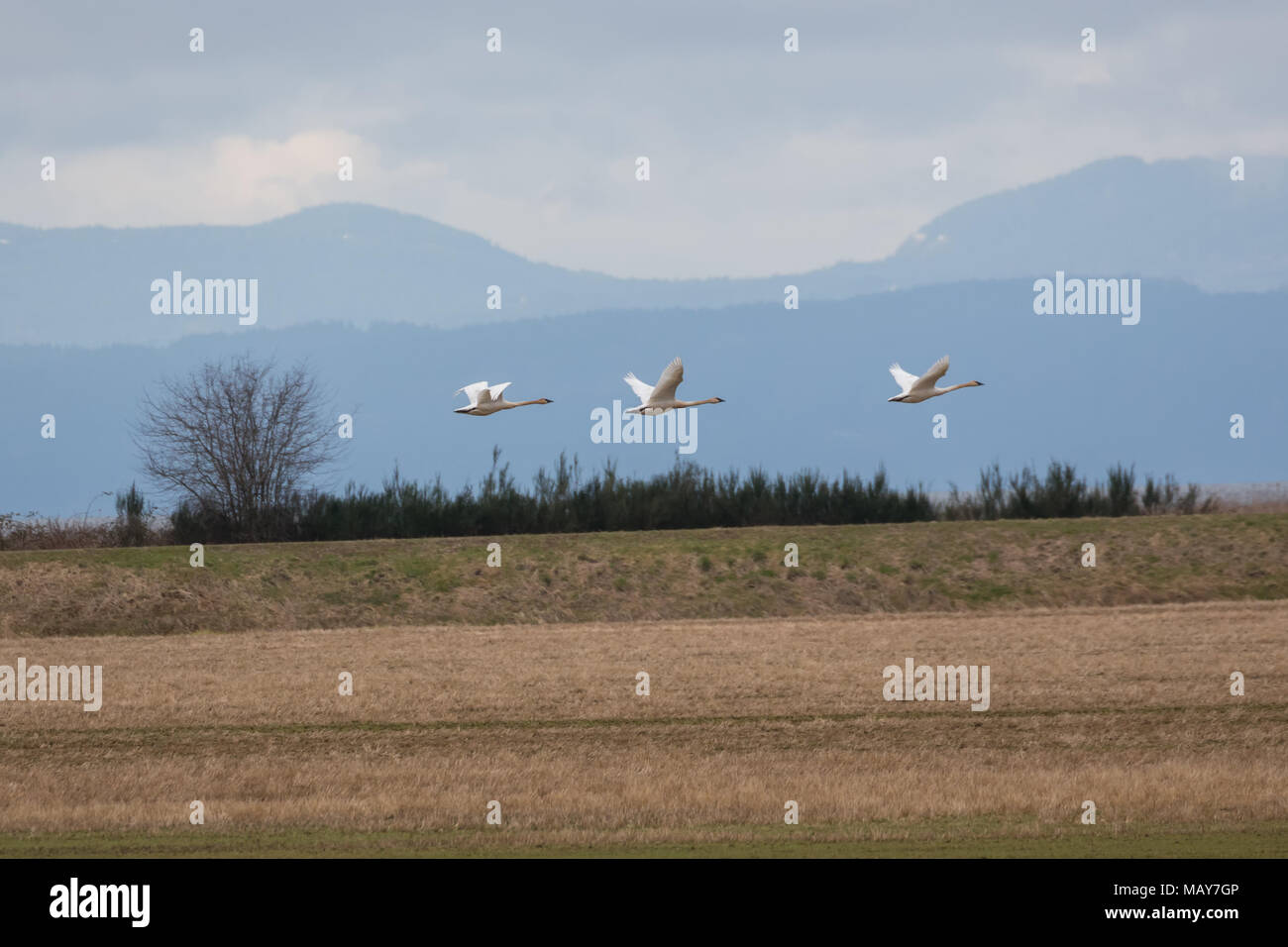 Flying Trumpeter swan migration at BC Canada Stock Photo - Alamy