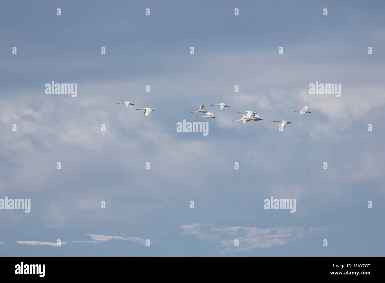 Flying Trumpeter swan migration at BC Canada Stock Photo - Alamy