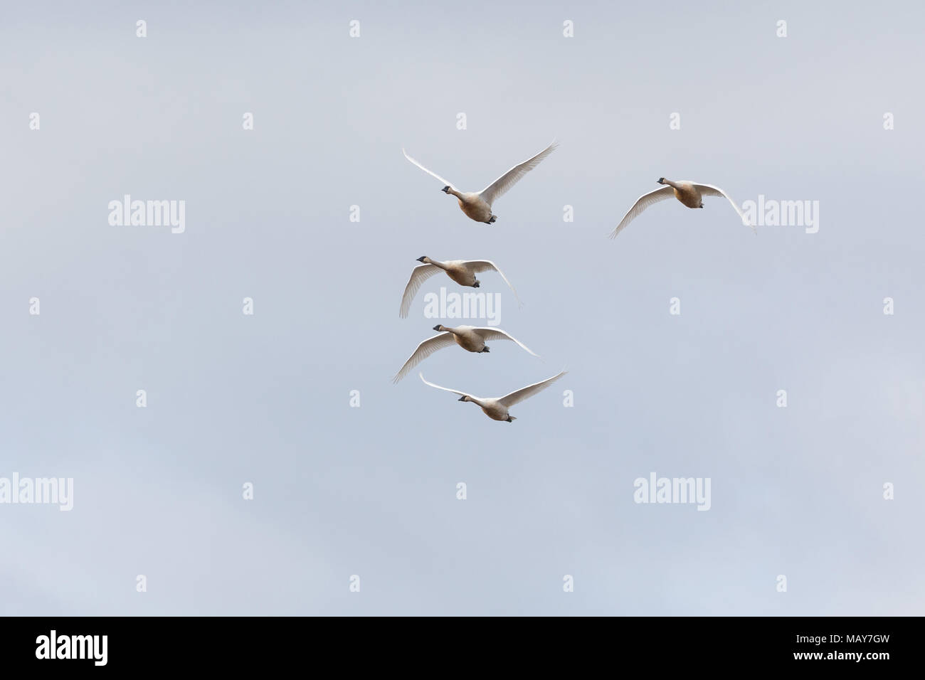 Wildlife swan flying hi-res stock photography and images - Alamy