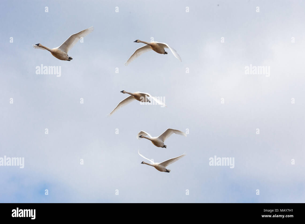 Flying Trumpeter swan migration at BC Canada Stock Photo - Alamy