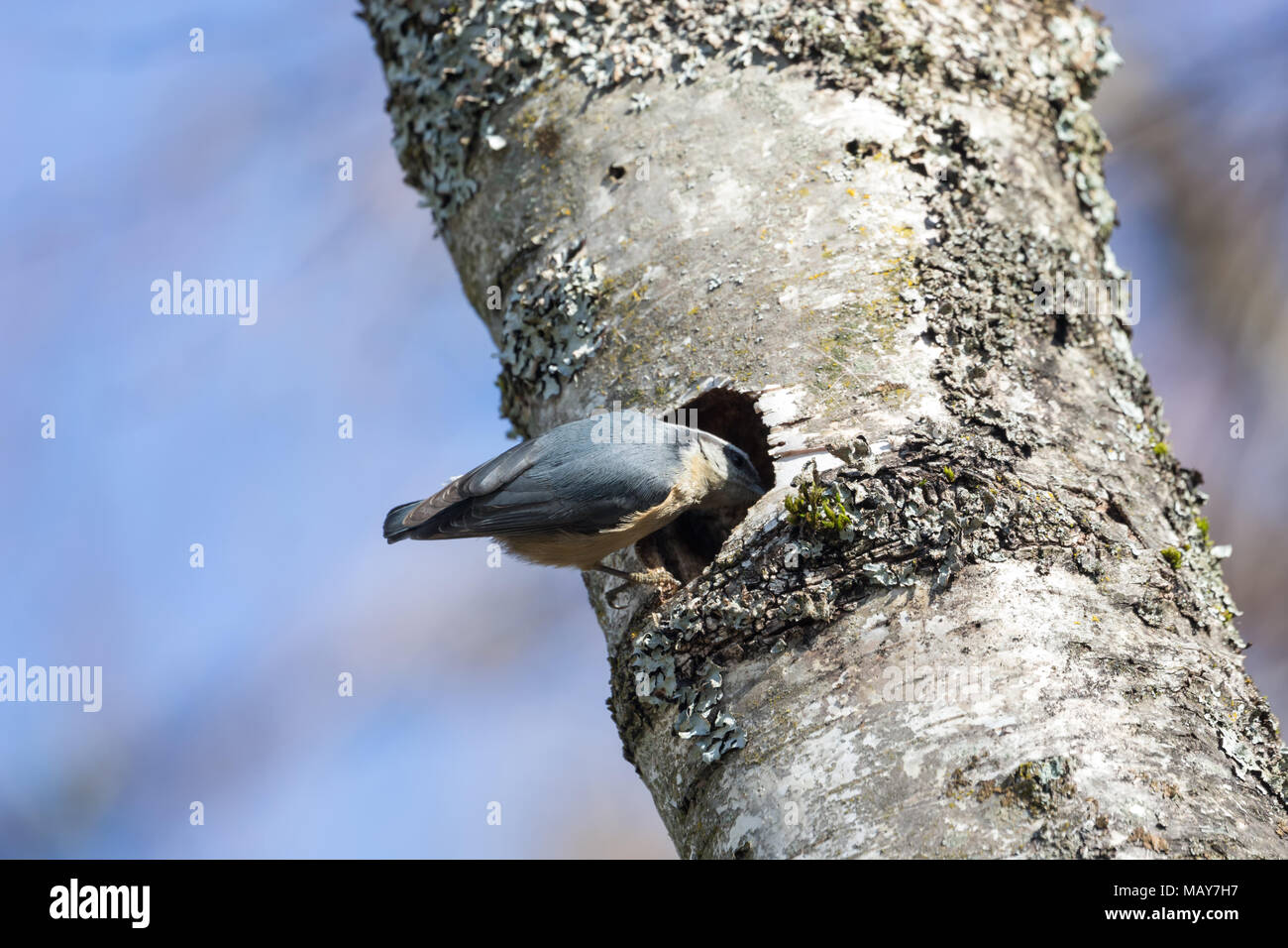 Red breasted nuthatch nest hole at BC Canada Stock Photo - Alamy