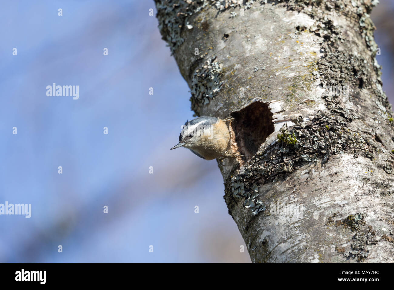 Red breasted nuthatch nest hole at BC Canada Stock Photo - Alamy