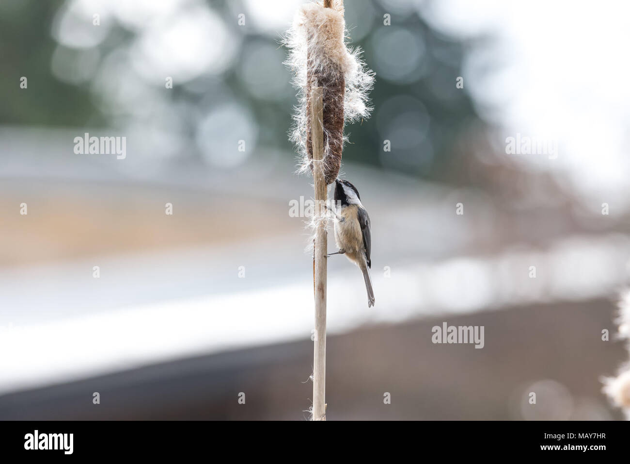 Black capped Chickadee gathering nest material at BC Canada Stock Photo ...