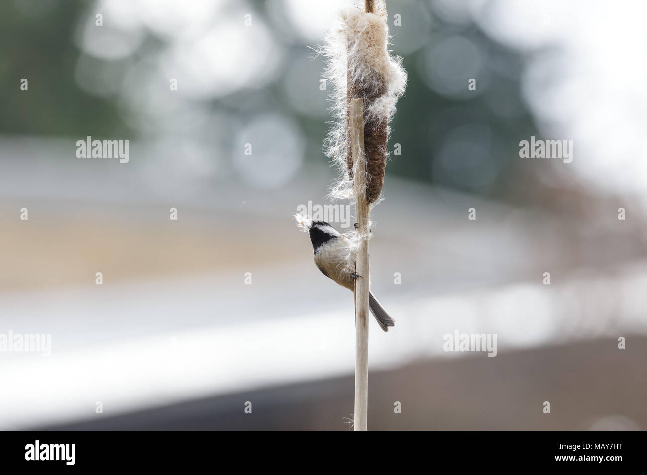 Black capped Chickadee gathering nest material at BC Canada Stock Photo ...