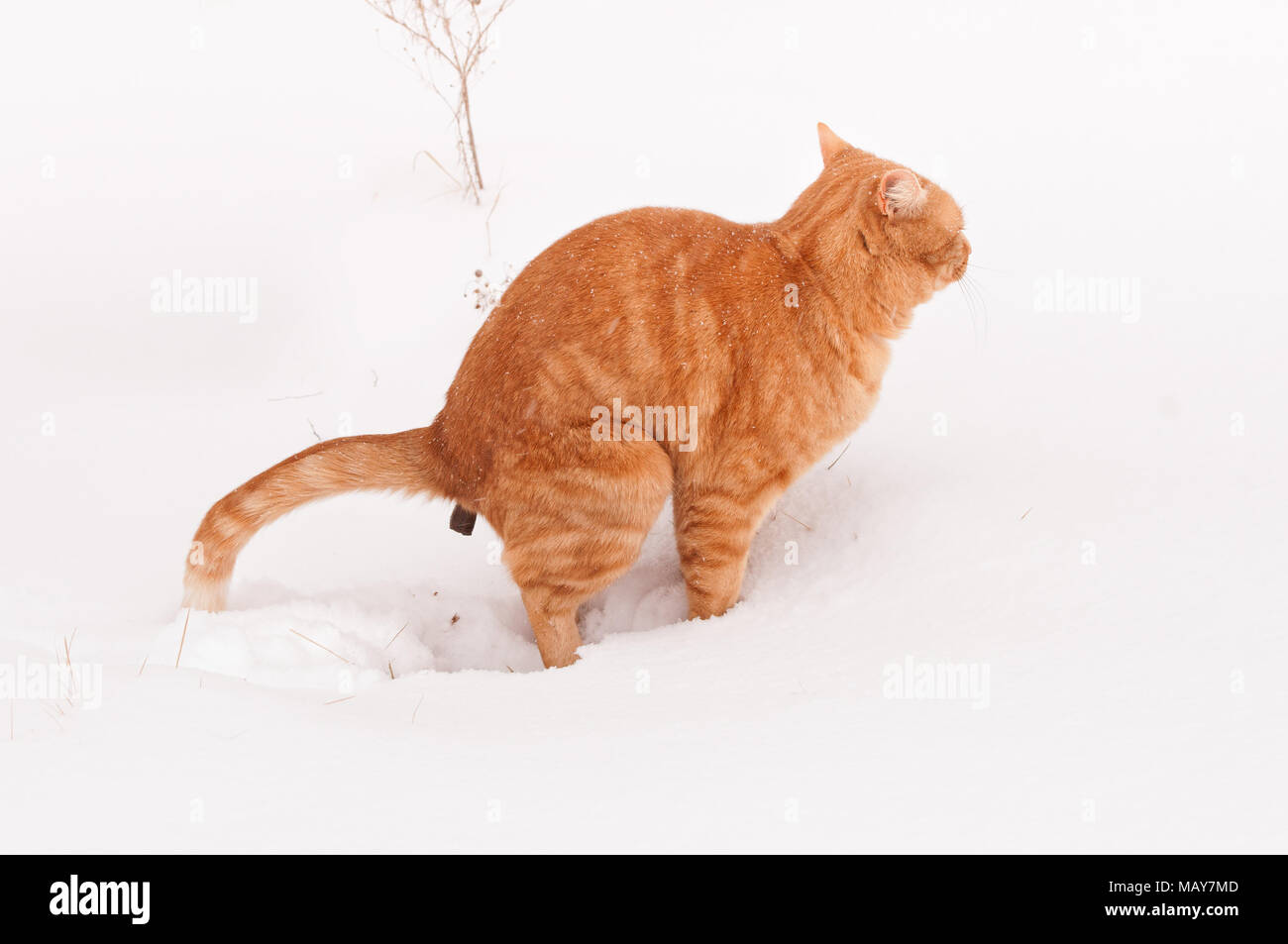 Ginger tabby cat defecating in deep snow in winter Stock Photo - Alamy
