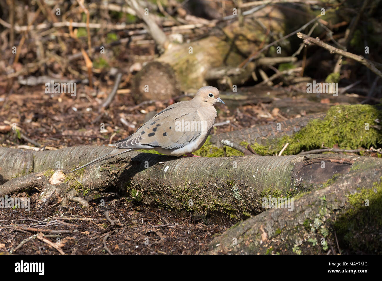 Mourning dove in canada hi-res stock photography and images - Alamy