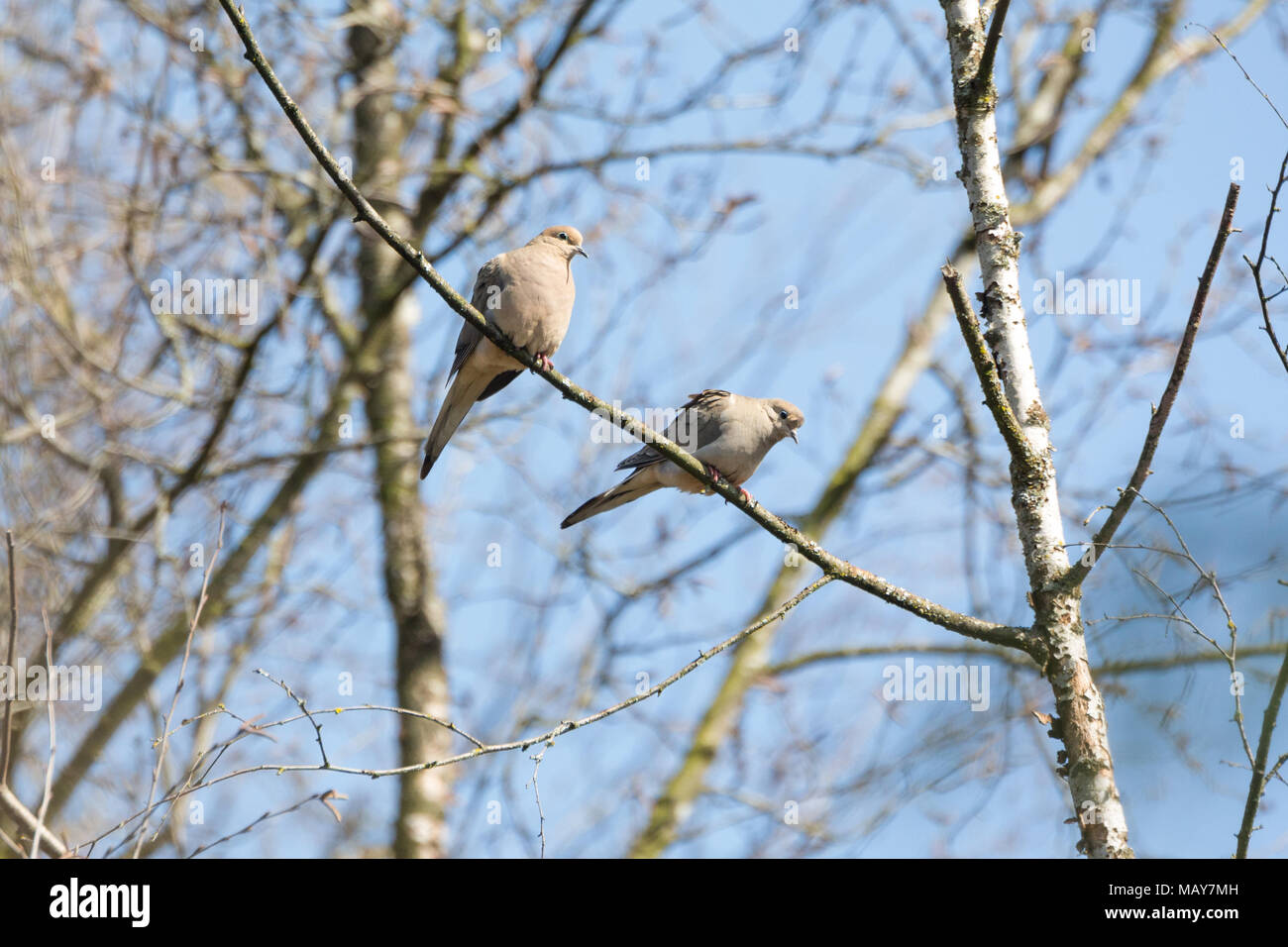 Mourning dove bird hi-res stock photography and images - Alamy