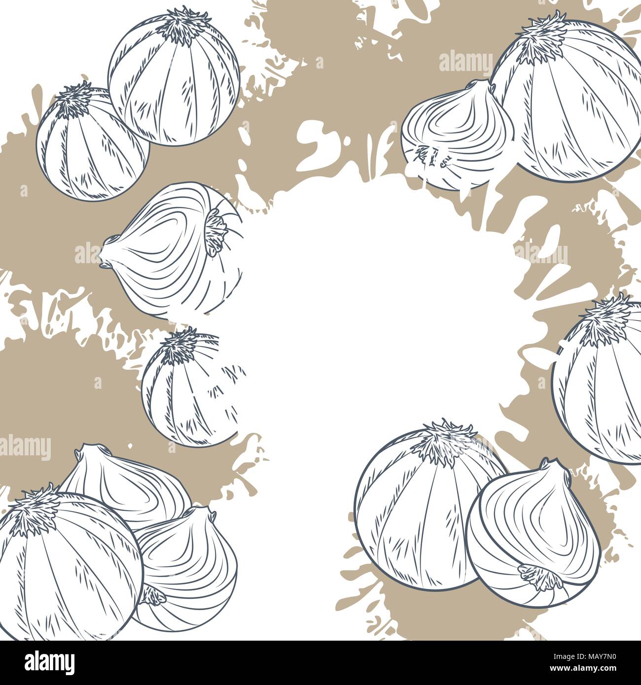 Fresh garlics hand drawings Stock Vector Image & Art - Alamy