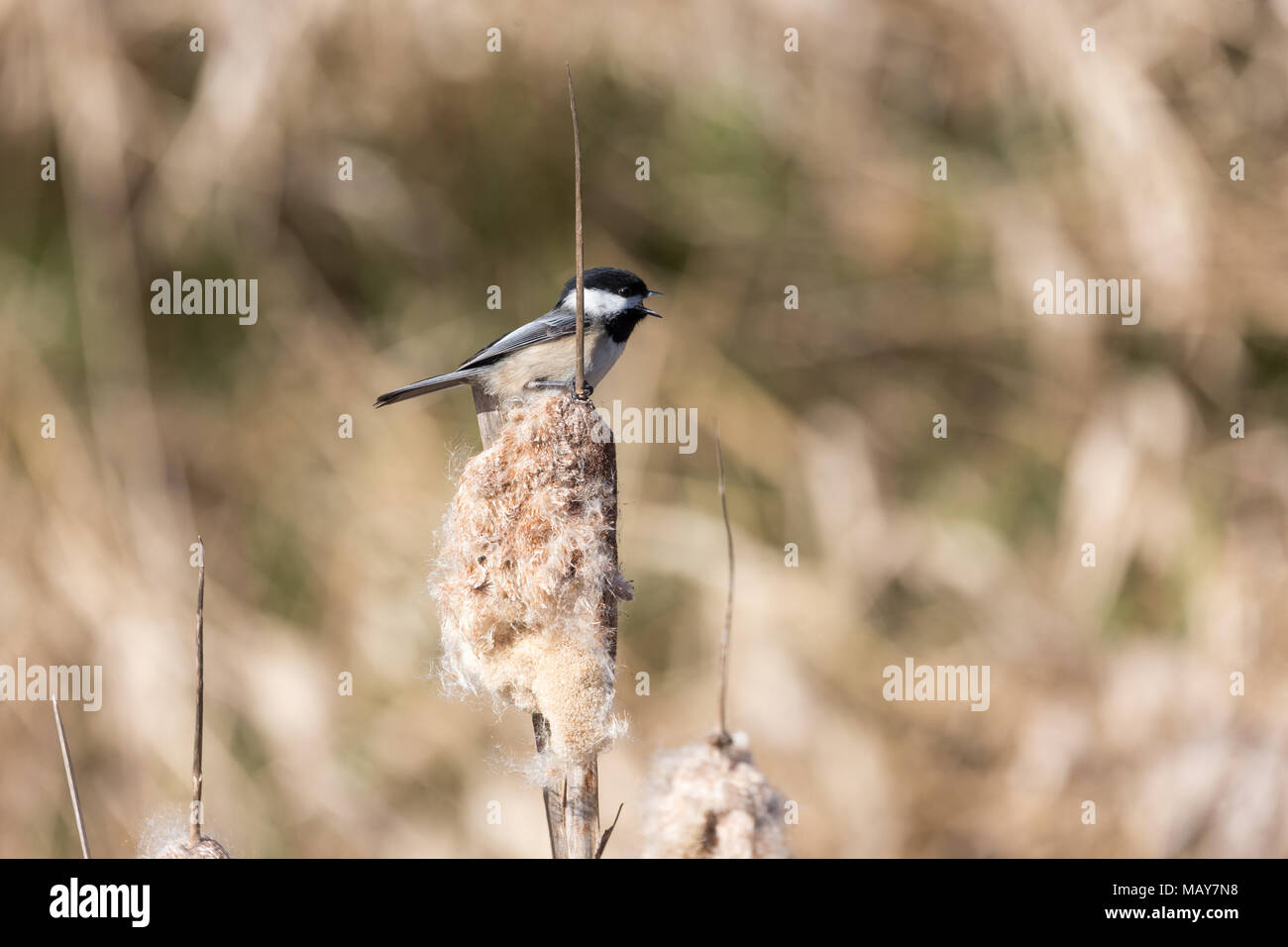 Black capped Chickadee gathering nest material at BC Canada Stock Photo ...